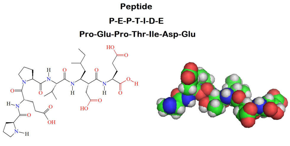 Peptide Synthesis: Navigating The Pathways [2025] Lifechem Pharma